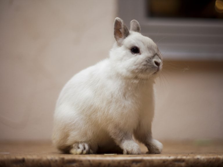 Standard Farbenzwerg (ZDRK) - Dieburger Kaninchen