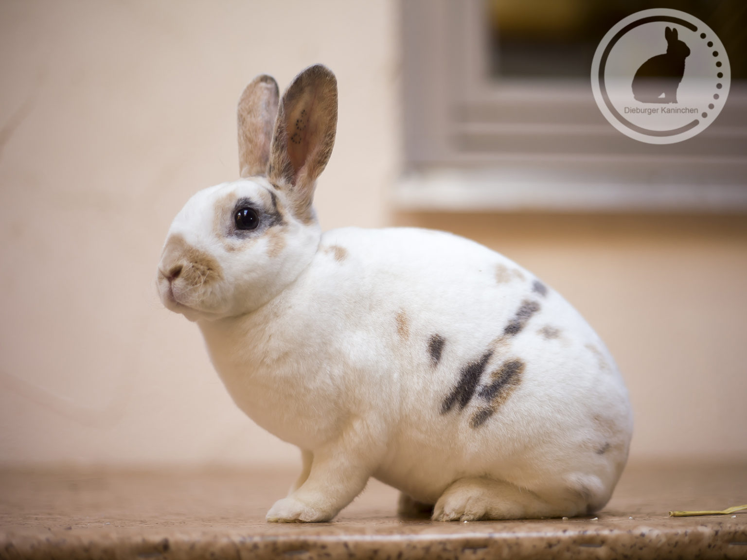 Klein-Rex / Mini Rex - Dieburger Kaninchen