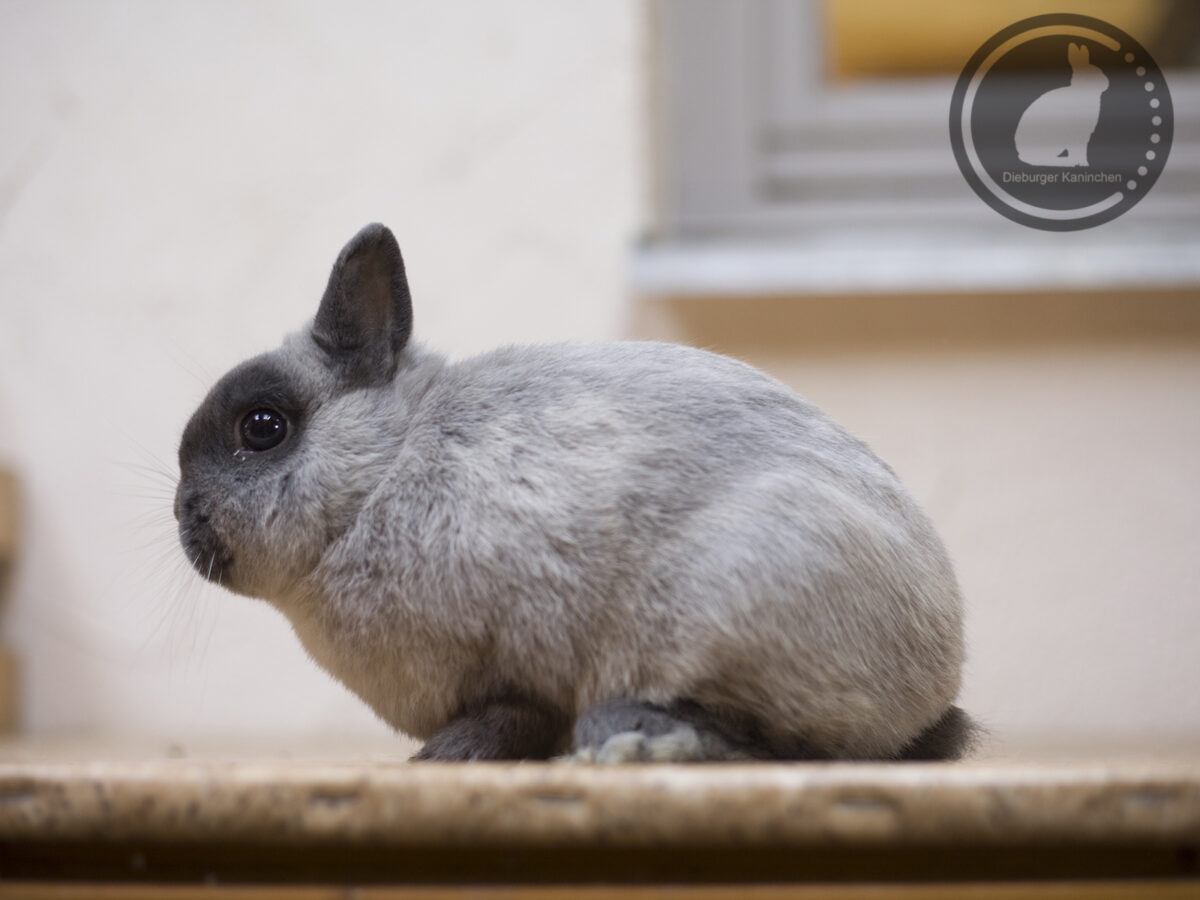 Zuchttiere Farbenzwerge - Dieburger Kaninchen