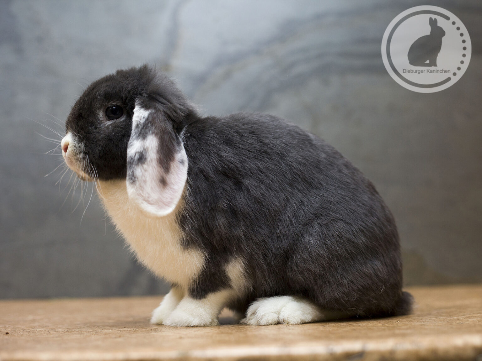 Zuchttiere Zwergwidder + Mini Lop - Dieburger Kaninchen