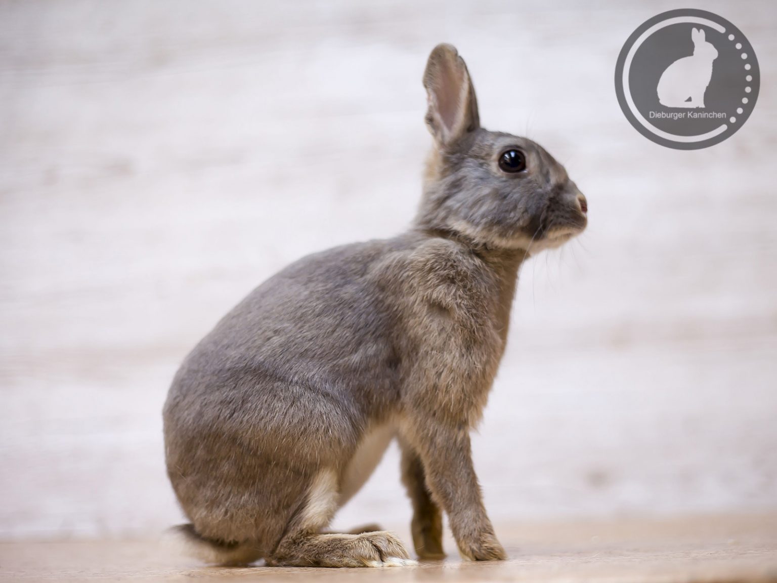 Zuchttiere Polish (Zwerghasen) - Dieburger Kaninchen