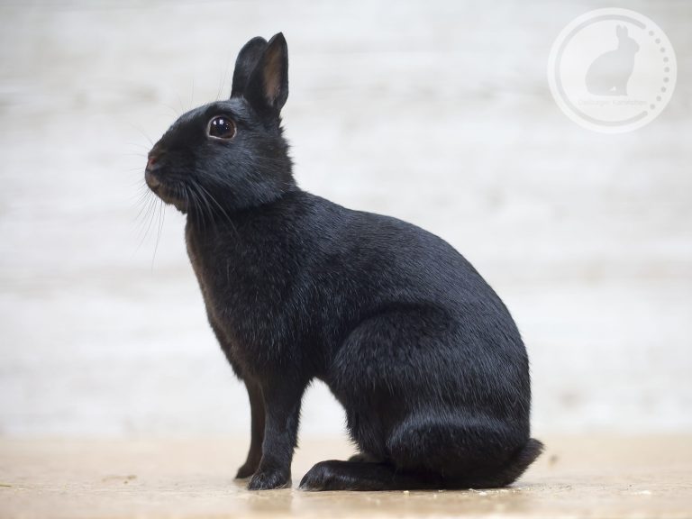 Zuchttiere Polish (Zwerghasen) - Dieburger Kaninchen